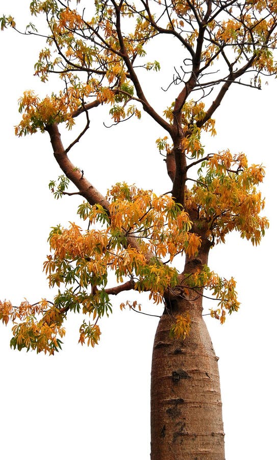 Australian Baobab - Boab stock image. Image of leaves - 9734273