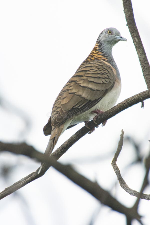 An Australian Bar Shouldered Dove Stock Photo - Image of black, striped ...