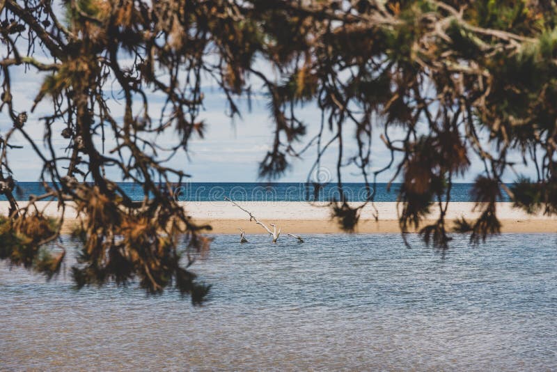 Australian Beach Landscape with Tree Branches in the Foreground Stock ...