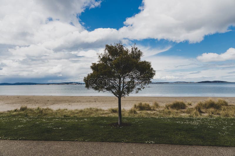 Australian Beach Landscape with Tree Branches in the Foreground Stock ...
