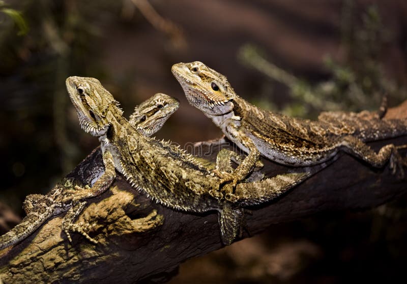 Australian bearded dragon stock image. Image of tail - 34261087