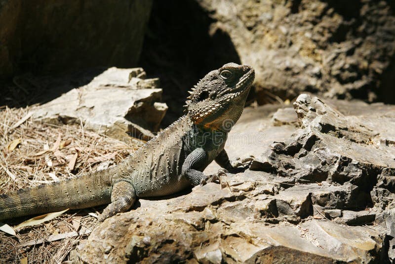 Australian Bearded Dragon Lizard Stock Image - Image of animal ...