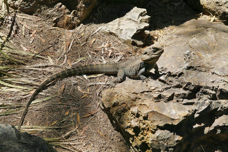 Australian Bearded Dragon Lizard Stock Photo - Image of rock, blooded ...