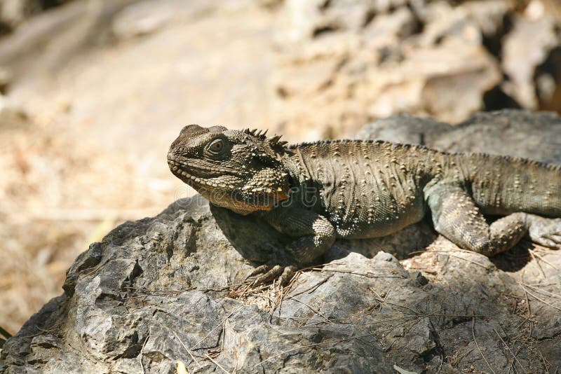 Australian Bearded Dragon Lizard Stock Photo - Image of rock, bearded ...