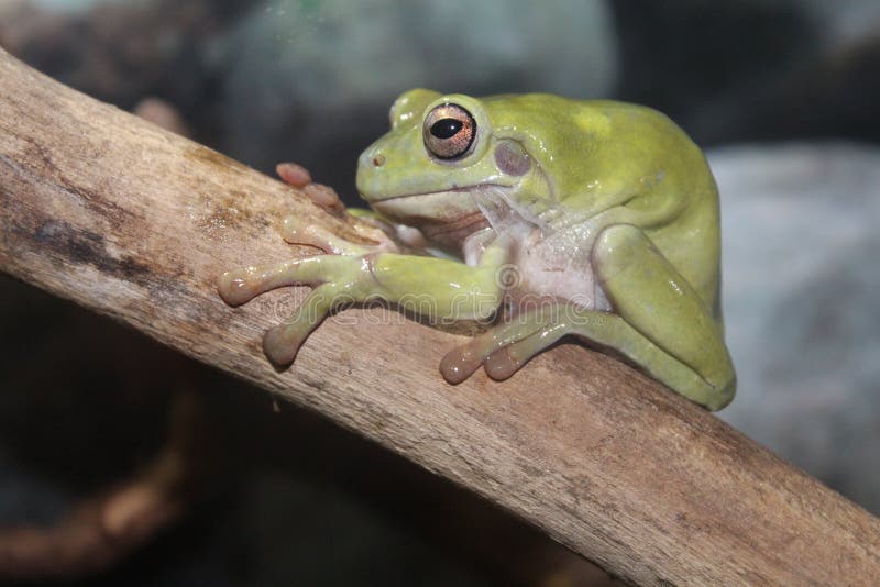 Australian beautiful toad stock photo. Image of tropical - 99707004