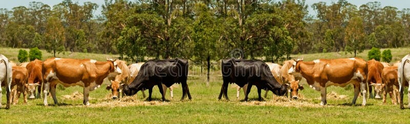 Cattle stock image. Image of healthy, farm, countryside - 9644293