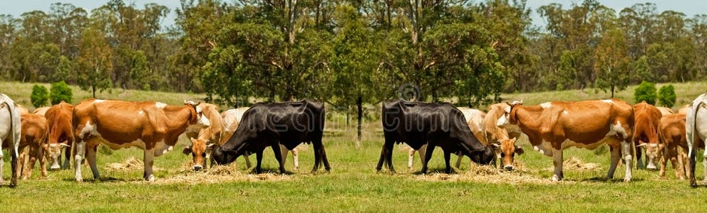 Australian Beef Cattle Cow Border Stock Image - Image of agriculture ...