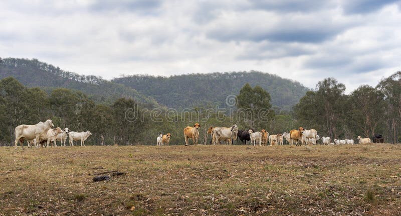 Australian Beef Cattle Farm Stock Image - Image of bush, landscape ...