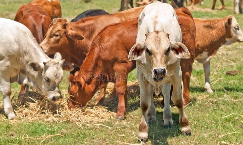 Young Calves Lying in the Grass Stock Photo - Image of young, animals ...