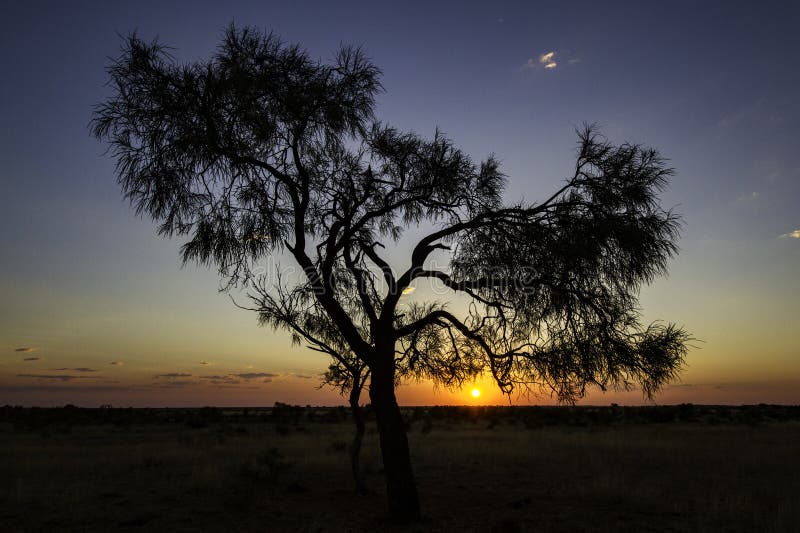 Beef Wood tree at sunset stock image. Image of nature - 338787405