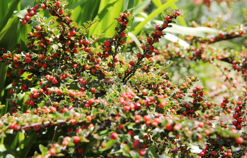 Charline Tetiyevsky (Charlieatyourservice) - Photographer profile