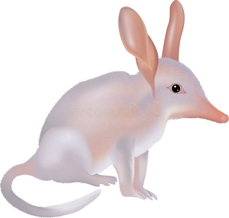 Bilby Stock Illustrations – 119 Bilby Stock Illustrations, Vectors ...