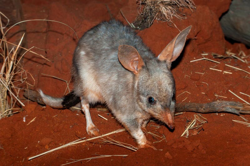 Australian Bilby stock photo. Image of lagotis, bilby - 249772692