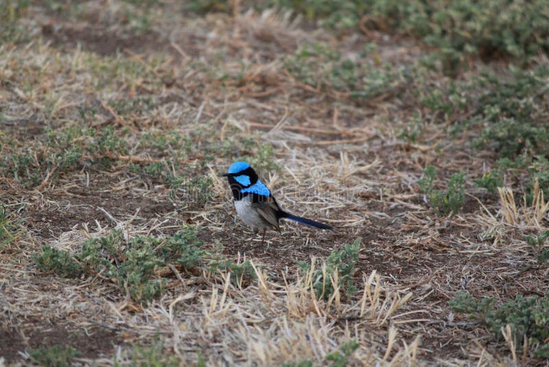 Australian bird stock image. Image of beautiful, cute - 84636821