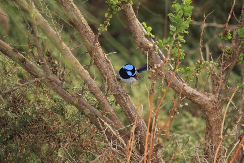 Australian bird stock photo. Image of australia, beautiful - 84638308