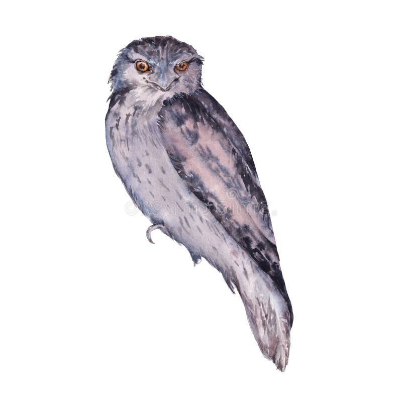 Australian Bird. Isolated on a White Background Stock Image - Image of ...