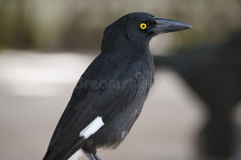 Australian Bird - Raucous Currawong - Black Currawong Stock Photo ...