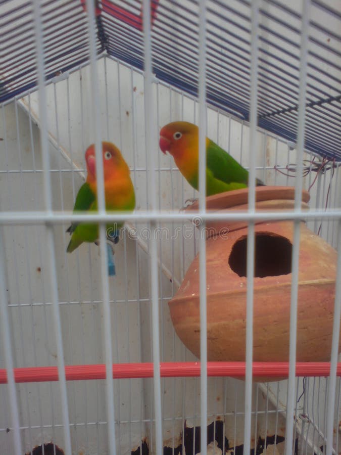 Australian birds stock photo. Image of australian, right - 106707734