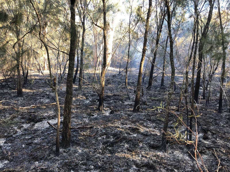 2019-2020 Australian Black Summer Bushfire Stock Image - Image of trail ...