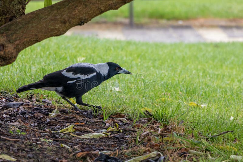 Australian Magpie Hunting and Eating Mouse Stock Image - Image of ...