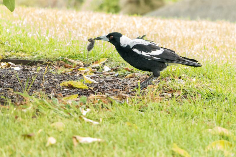 Magpie Eating Mouse stock photo. Image of nature, eats - 112933784