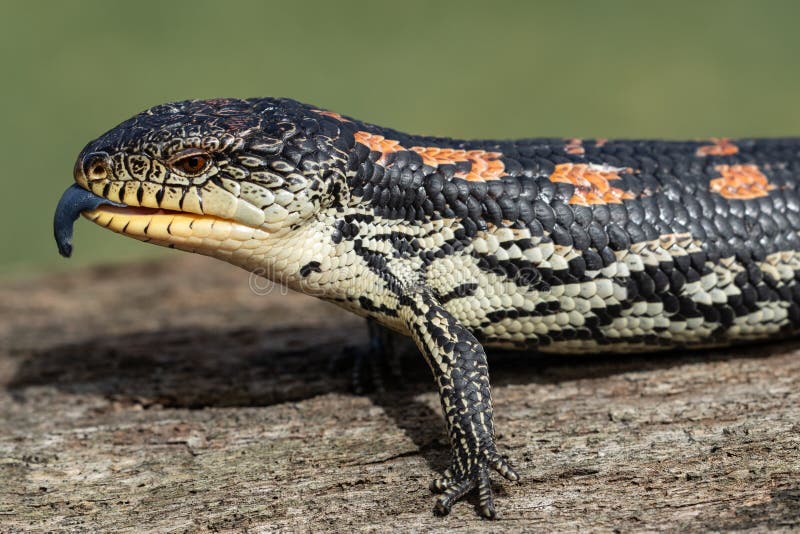 Australian Blotched Blue-tongue Lizard Stock Photo - Image of nature ...
