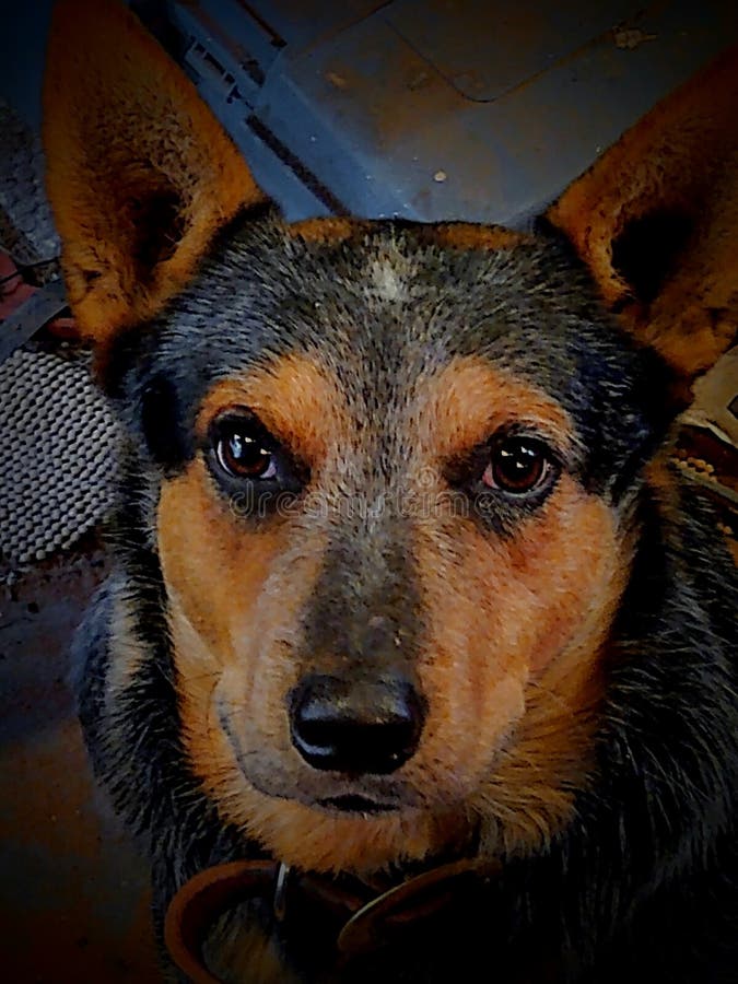 Australian Blue Cattle dog stock photo. Image of head - 206376580