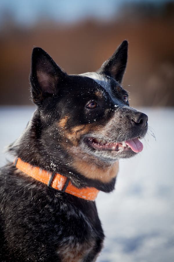 Australian Blue Cattle Dog on the Winter Field Stock Photo - Image of ...