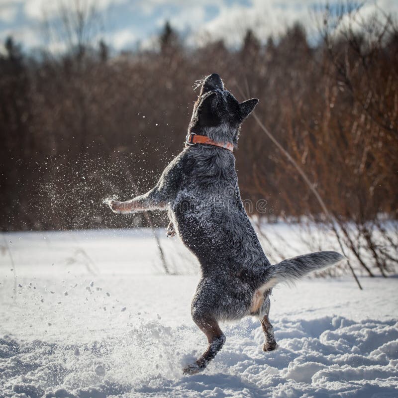 Australian Blue Cattle Dog on the Winter Field Stock Photo - Image of ...