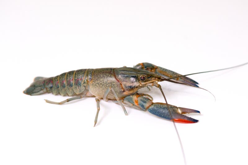 Australian blue crayfish stock image. Image of adventure - 79015283