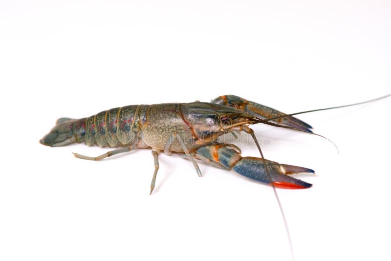 Australian Large Blue Crawdad