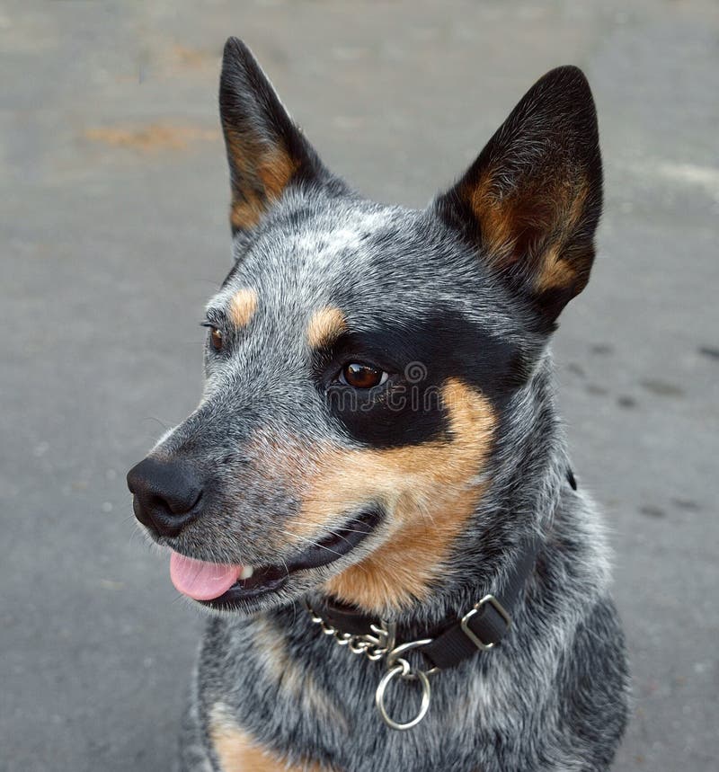 Australian Blue Heeler stock photo. Image of doggie, happy - 13971270