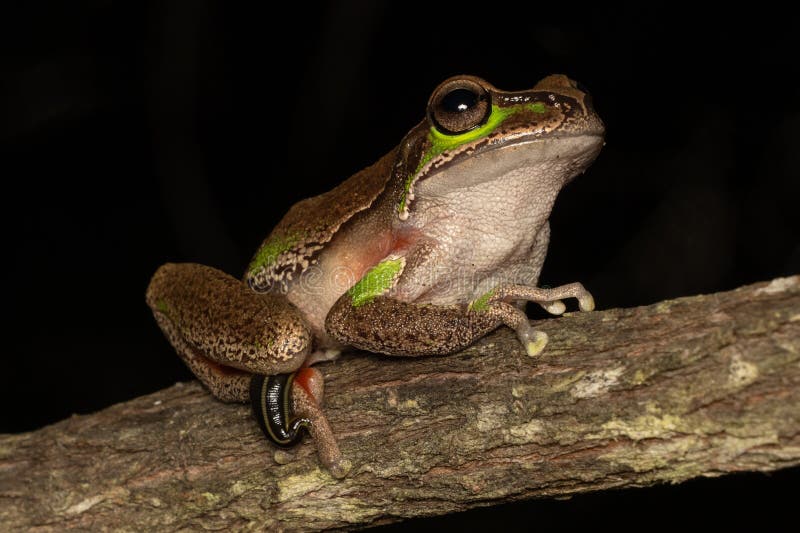Australian Blue-Mountains Tree Frog Stock Photo - Image of leech ...