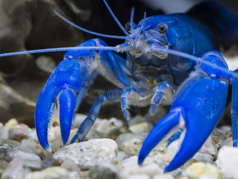 189 Crayfish Australian Stock Photos - Free & Royalty-Free Stock Photos ...