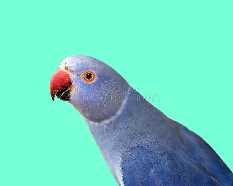 143 Blue Ring Neck Parrot Stock Photos - Free & Royalty-Free Stock ...