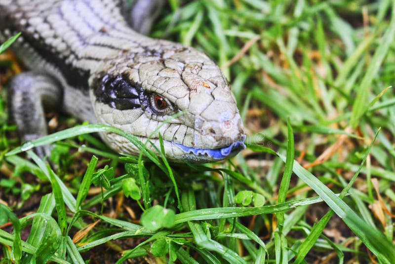 Australian Blue Tongue Lizard Stock Image - Image of grass, lizard ...