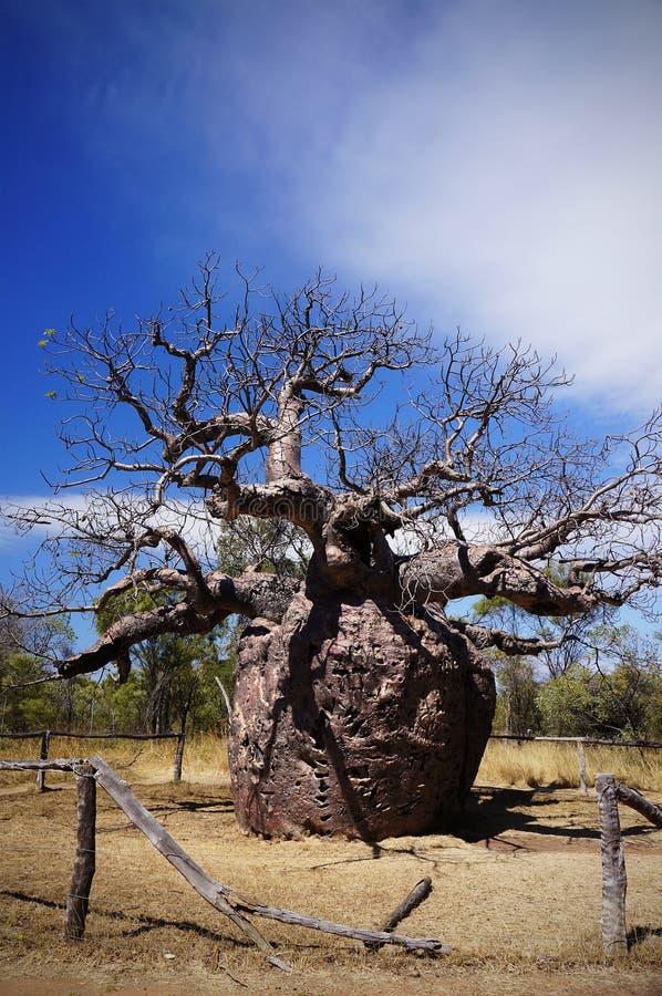 Australian Boab Prison Tree Stock Image - Image of blue, flora: 25770381