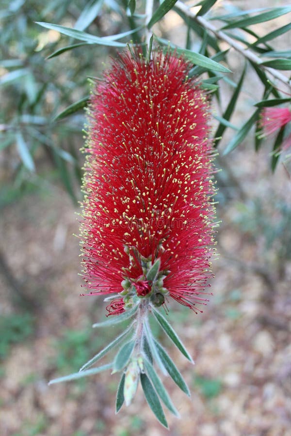 Australian Bottlebrush Tree in Bloom Stock Photo - Image of petals ...