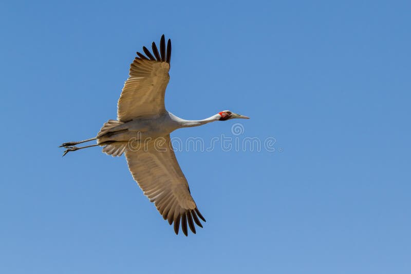 Australian Brolga stock photo. Image of australian, bird - 221874852