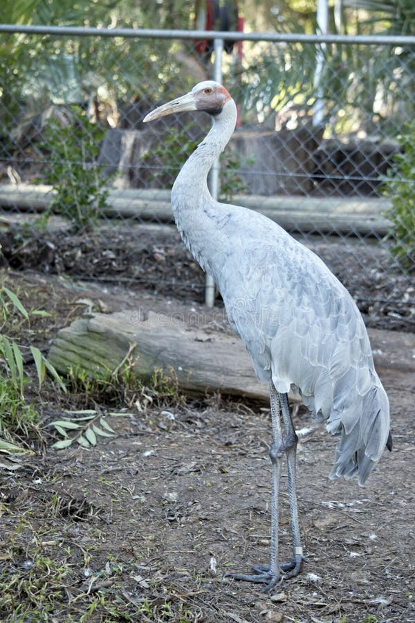 Brolga stock image. Image of water, bird, beak, chin - 101318785