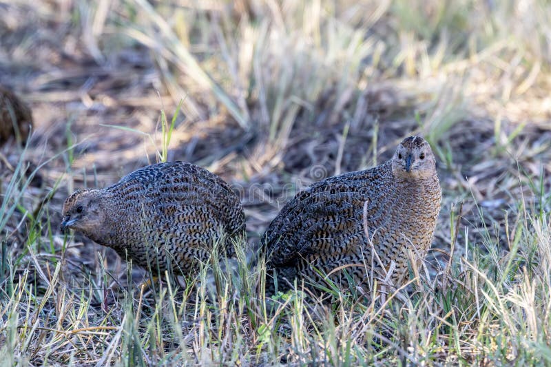 Australian Brown Quail stock image. Image of australia - 319474837
