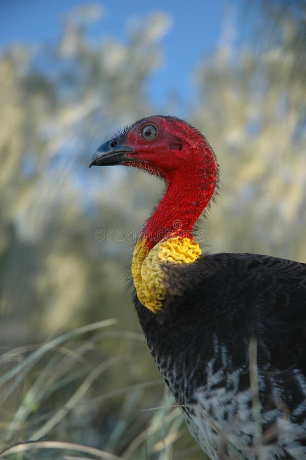 Australian Brush Turkey stock photo. Image of beach, australia - 1799956