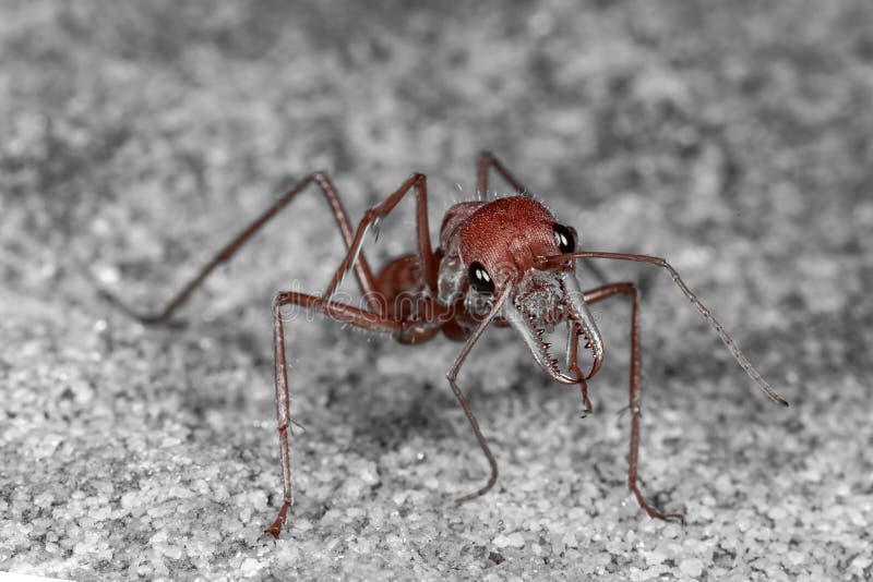 Australian Bullant stock photo. Image of pincers, large - 273397264