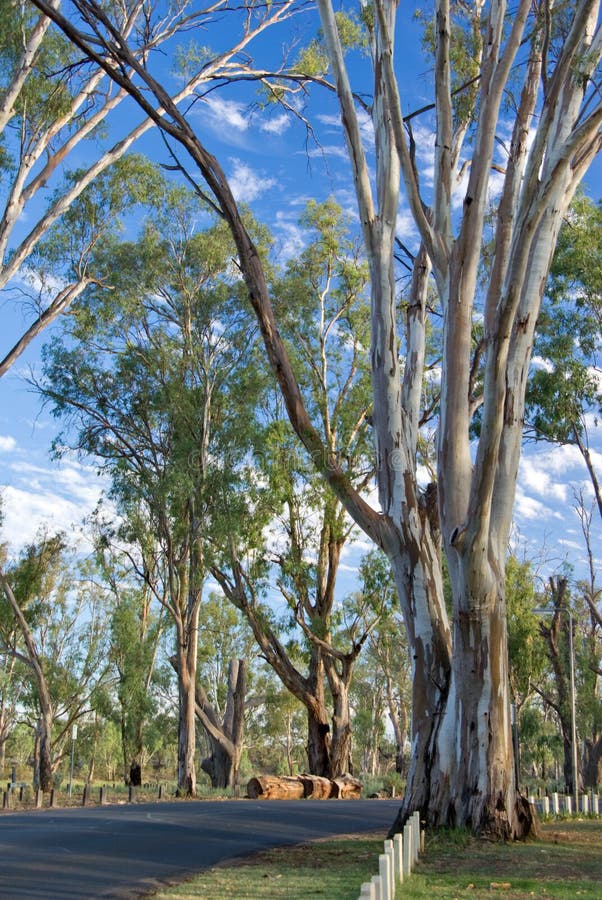 Australian Bush stock photo. Image of country, bark, stringy - 13486910