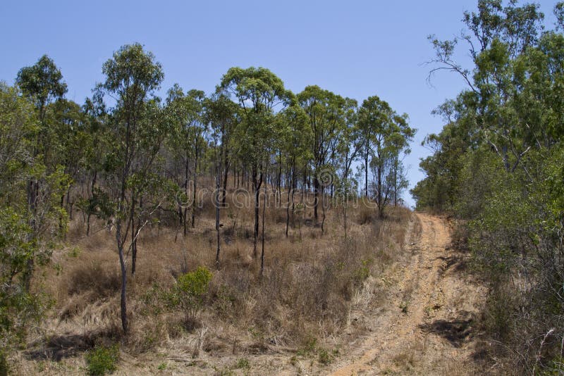 Australian bush stock photo. Image of queensland, tracks - 36660126
