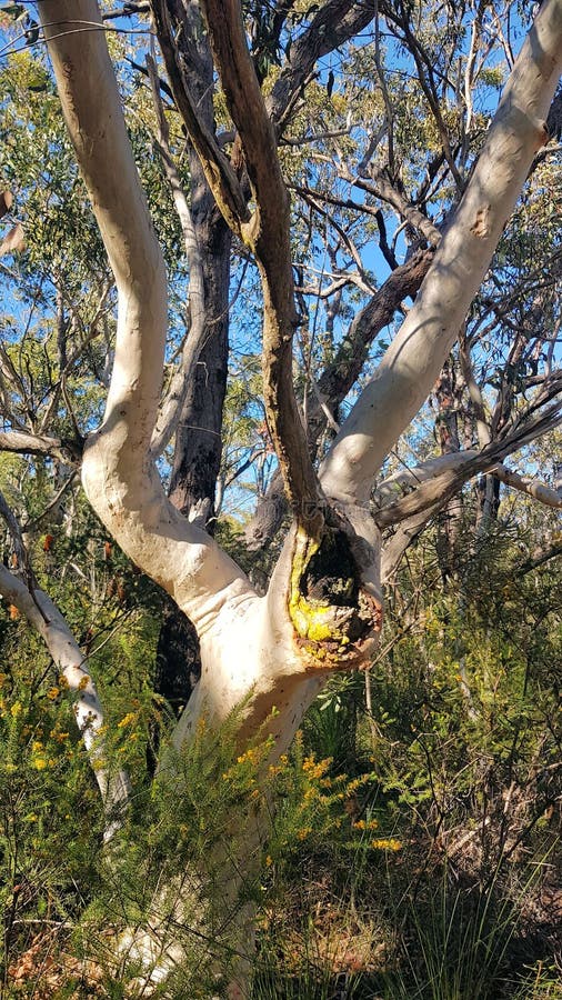 1,406 Australian Bush Trail Stock Photos - Free & Royalty-Free Stock ...