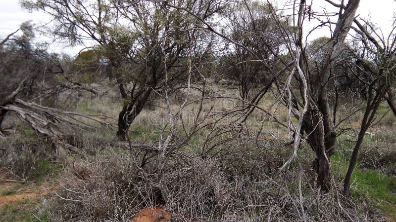 Australian bush stock image. Image of bush, flat, australian - 98332089