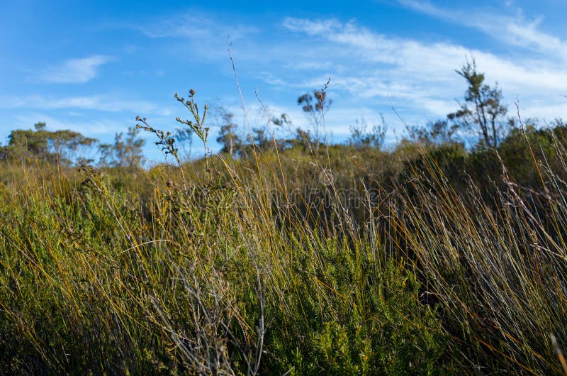 Australian Bush Landscape with Native Shrubs Stock Photo - Image of ...