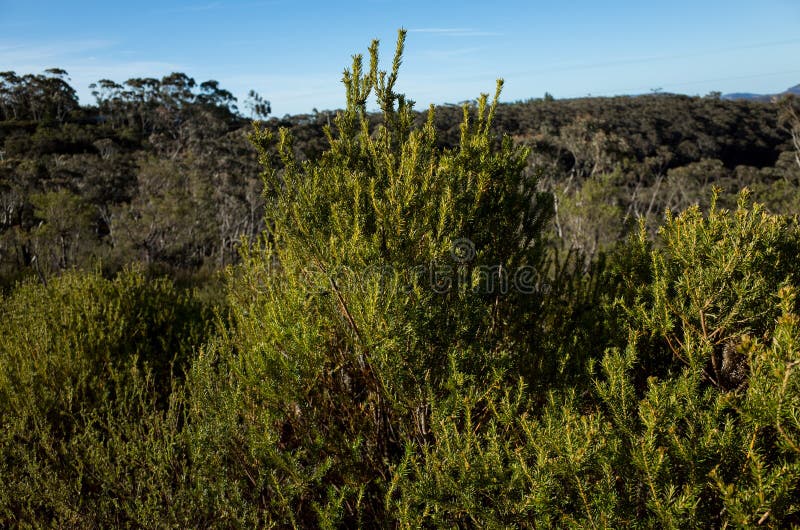Australian Bush Landscape with Native Shrubs Stock Photo - Image of ...