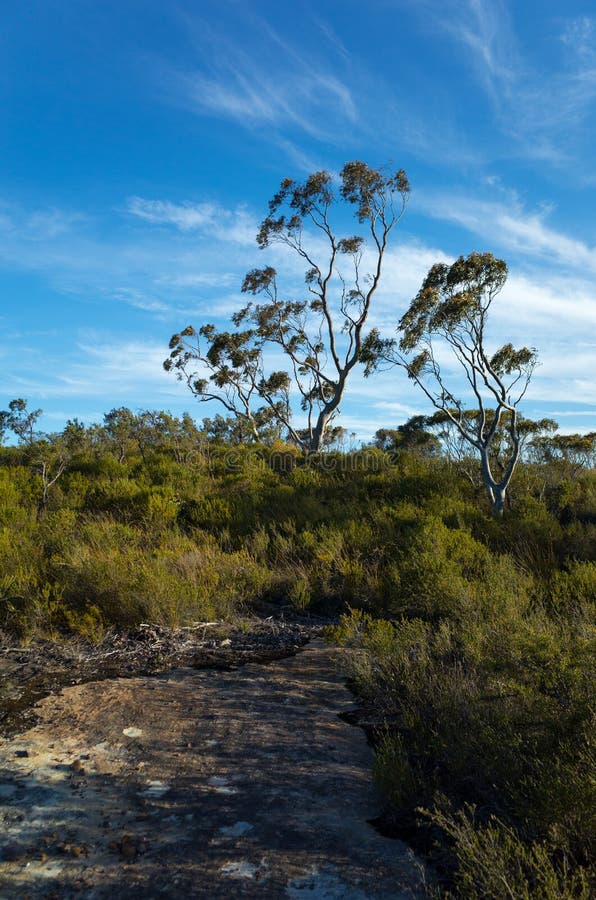 Australian Bush Landscape with Native Shrubs and Eucalyptus Tree Stock ...